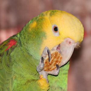 The Alaska Bird Club: Bird of the Month